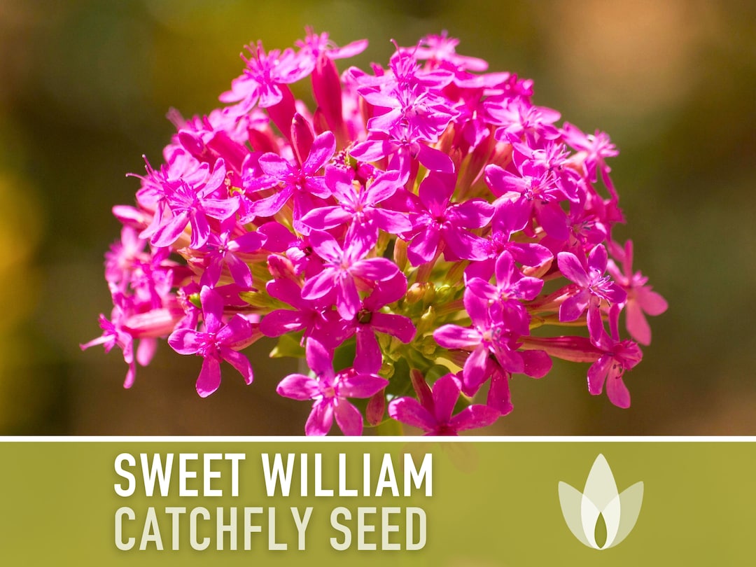 Sweet William Catchfly Seeds - Heirloom Flower Seeds, None-so-pretty ...