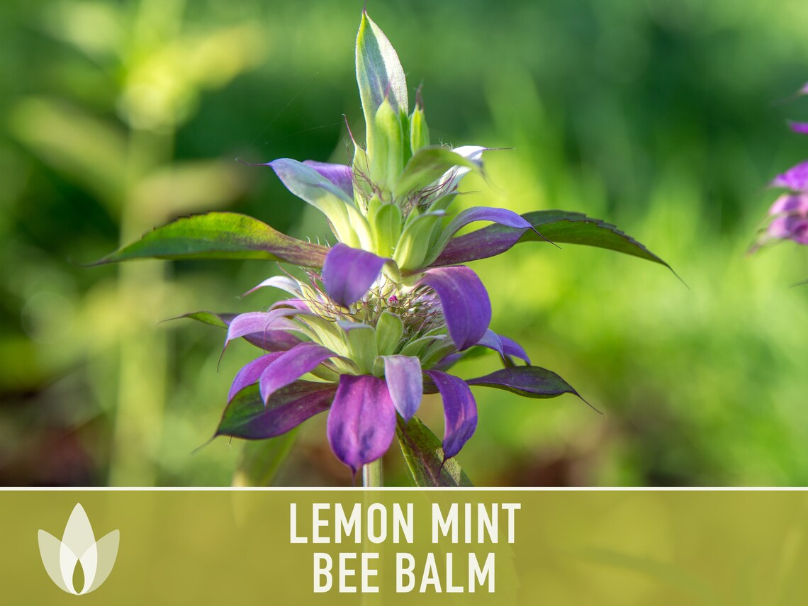 Lemon Mint Bee Balm Bergamot Herb Heirloom Seeds - Etsy