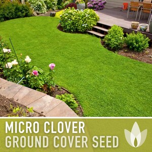Bulk Micro Clover (mini) Ground Cover Seeds - 5,000+ White Clover Seeds ...