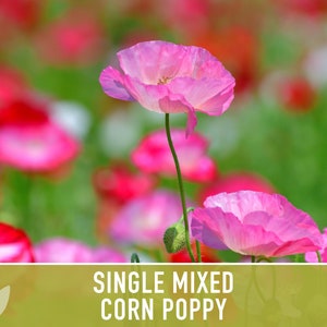 Single Mixed Corn Poppy, Heirloom Seeds - Flower Seeds, Cool Weather ...