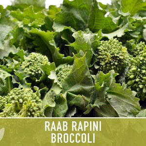 Broccoli Raab Rapini Seeds Heirloom Seeds Microgreens - Etsy
