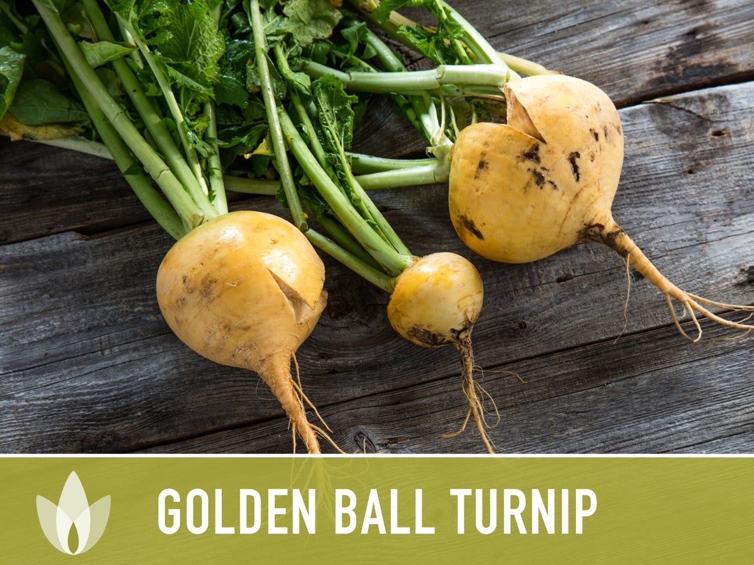Golden Ball Turnip Heirloom Seeds - Etsy