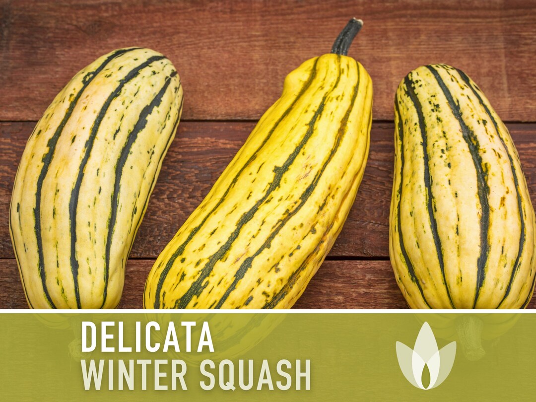 Delicata Winter Squash Heirloom Seeds - Striped Skin, High Sugar ...