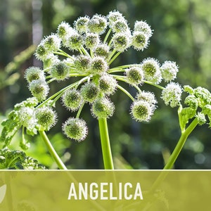 Angelica Heirloom Herb Seeds - Holy Ghost, Medicinal Herb, Culinary ...