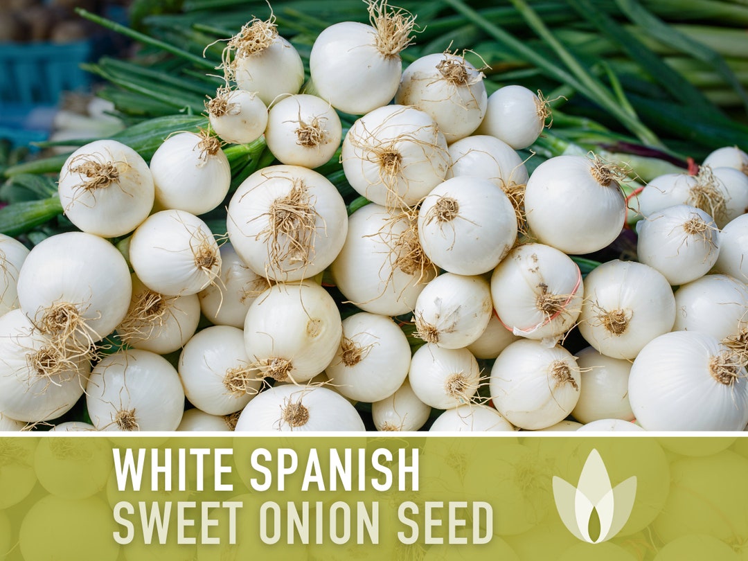 White Sweet Spanish Onion Heirloom Seeds - Etsy