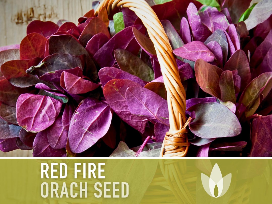 Red Fire Orach Seeds - Heirloom Seeds, French Spinach, Garden Orach ...