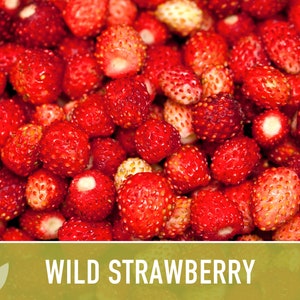 Wild Strawberry Seeds - Heirloom Seeds, Alpine Strawberry, Woodland ...