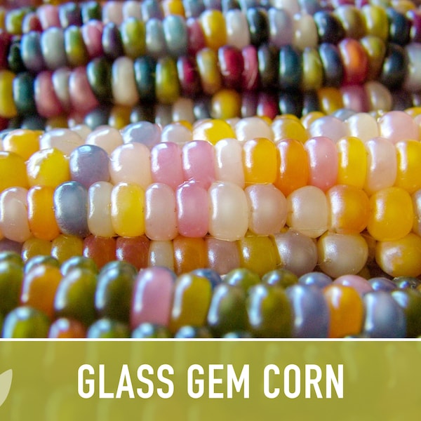 Gem Corn - Etsy