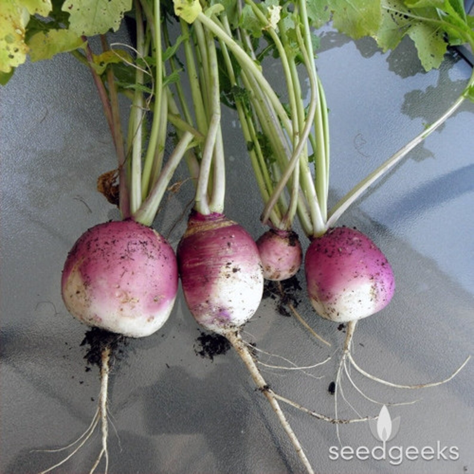 Purple Top White Globe Turnip Heirloom Seeds - Etsy