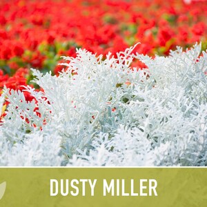 Dusty Miller Flower Seeds - Heirloom Seeds, Silverdust, Cineraria ...