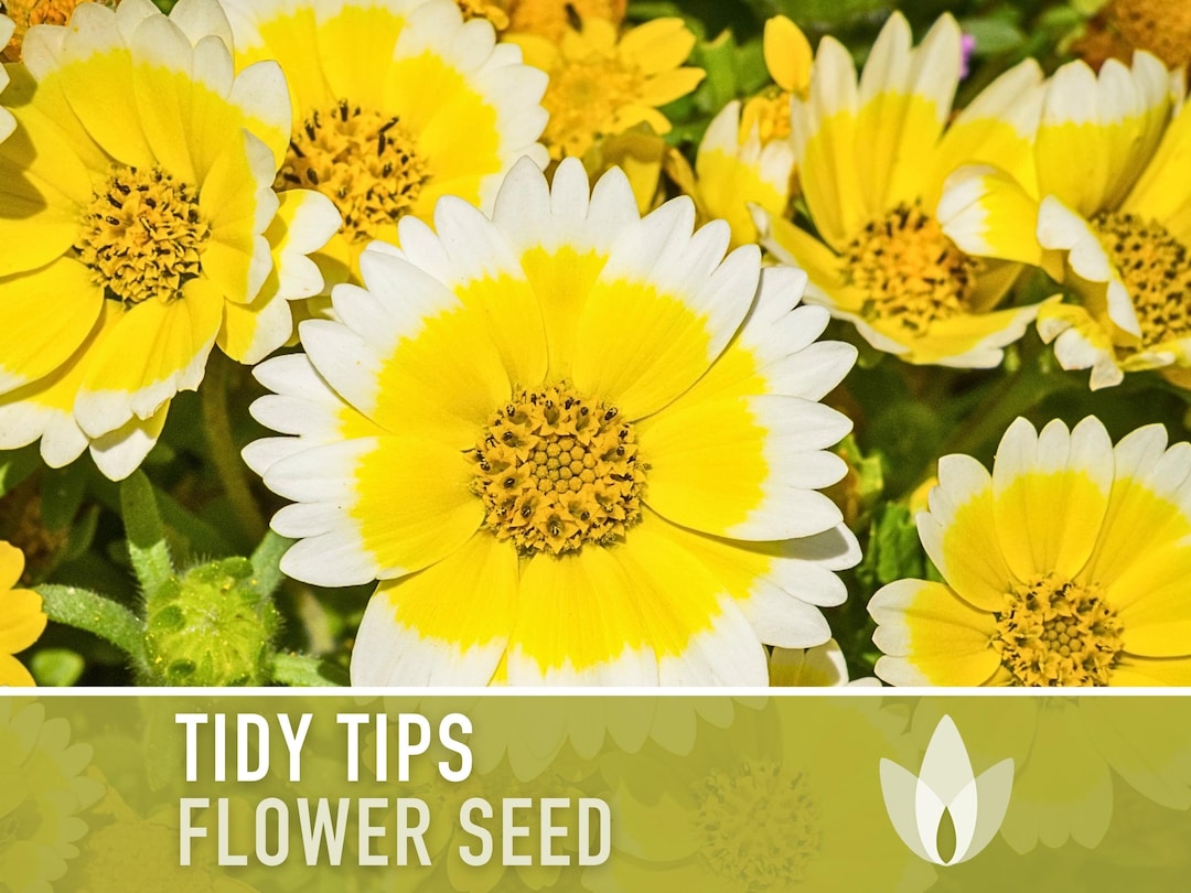 Tidy Tips Flower Seeds - Heirloom Seeds, Southwest Native Flower ...