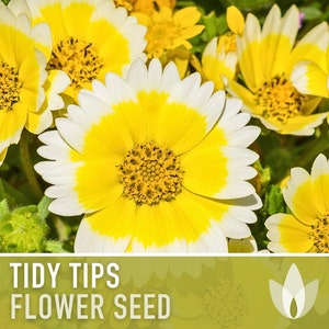 Tidy Tips Flower Seeds - Heirloom Seeds, Southwest Native Flower ...