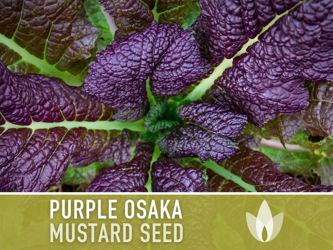 Purple Osaka Mustard Greens Seeds – Non-gmo, Heirloom Variety - Etsy