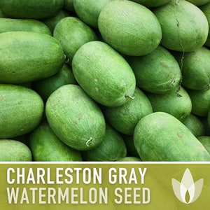 Charleston Gray Watermelon Seeds - Heirloom Seeds, 20-40lb Melon, Super ...