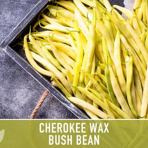 Cherokee Wax Bush Bean Seeds - Heirloom, Frozen Beans, Canned Beans ...