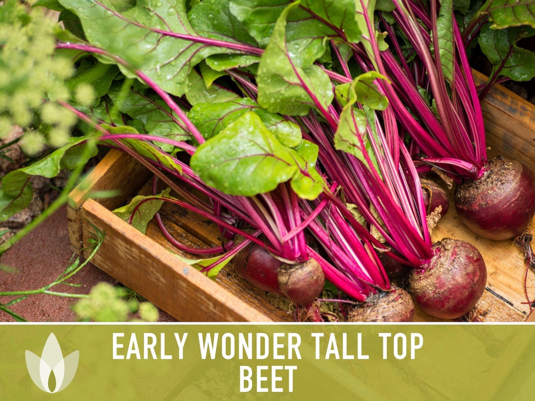 Early Wonder Tall Top Beet Heirloom Seeds Beet Greens Salad - Etsy