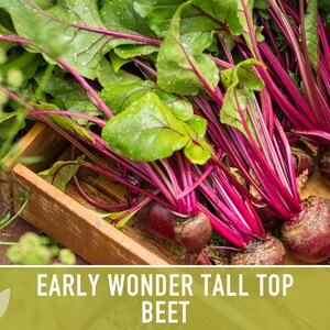 Early Wonder Tall Top Beet Heirloom Seeds - Etsy