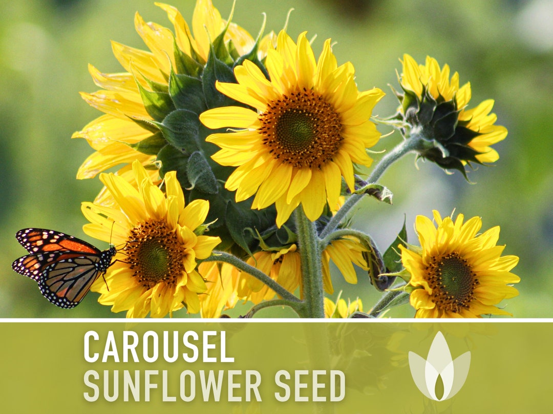 Carousel Sunflower Seeds - Heirloom Seeds, Compact Sunflower ...