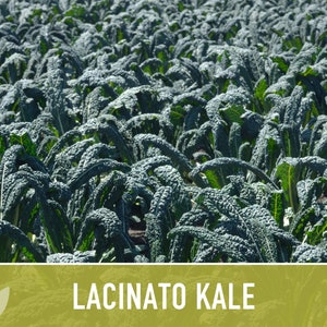 Lacinato Kale Heirloom Seeds Dinosaur Kale Tuscan Nero Di - Etsy