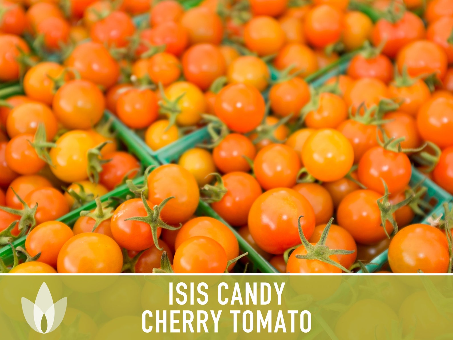 Isis Candy Cherry Tomato Heirloom Seeds - Etsy