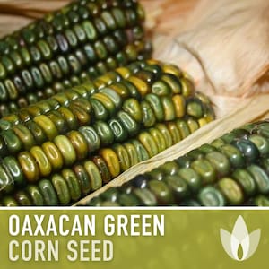 Oaxacan Green Dent Corn Seeds - Heirloom Seeds, Native American Corn ...
