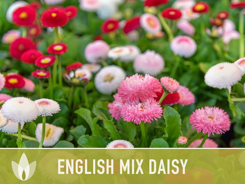 English Daisy Mix Flower Seeds Heirloom Cut Flowers Early - Etsy