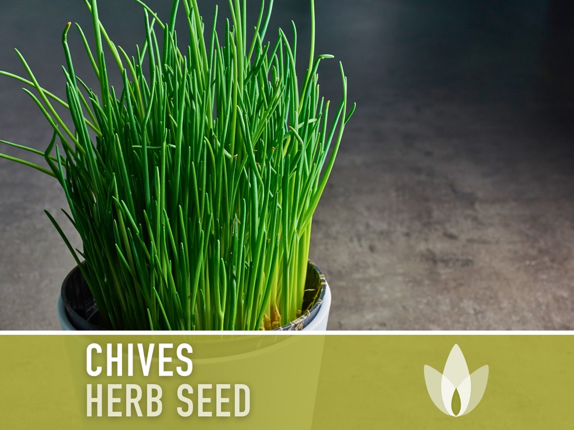 Chives Heirloom Herb Seeds - Etsy