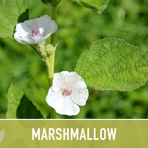Marshmallow Medicinal Herb Heirloom Seeds - Perennial, Herbal Tea ...