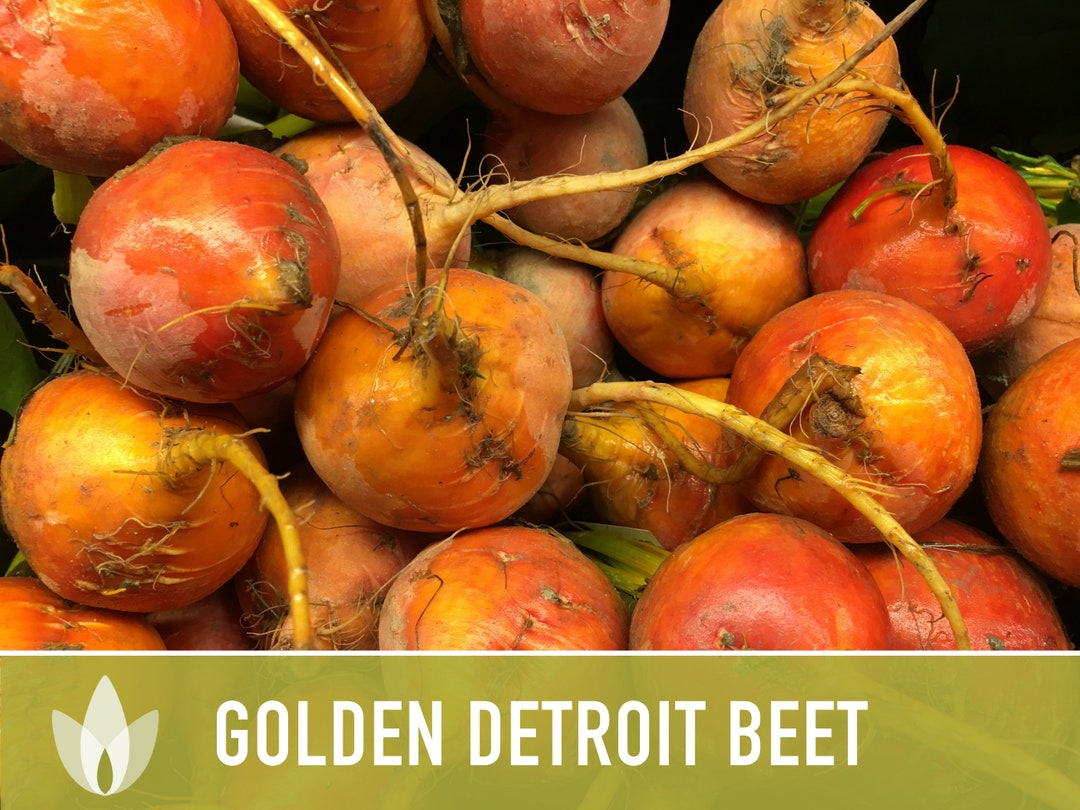 Golden Detroit Beet Heirloom Seeds - Etsy