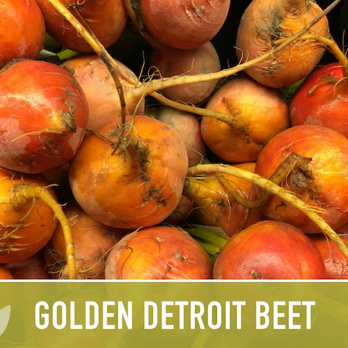 USA SELLER Burpee's Golden Beet 50 Seeds HEIRLOOM Beta - Etsy