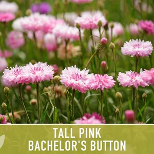 Pink Bachelor's Button Flower Seeds, Heirloom Cornflower - Etsy