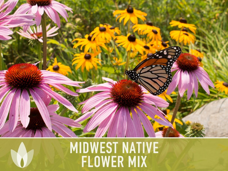 Midwest Native Mix Flower Seeds Heirloom Native Flower - Etsy