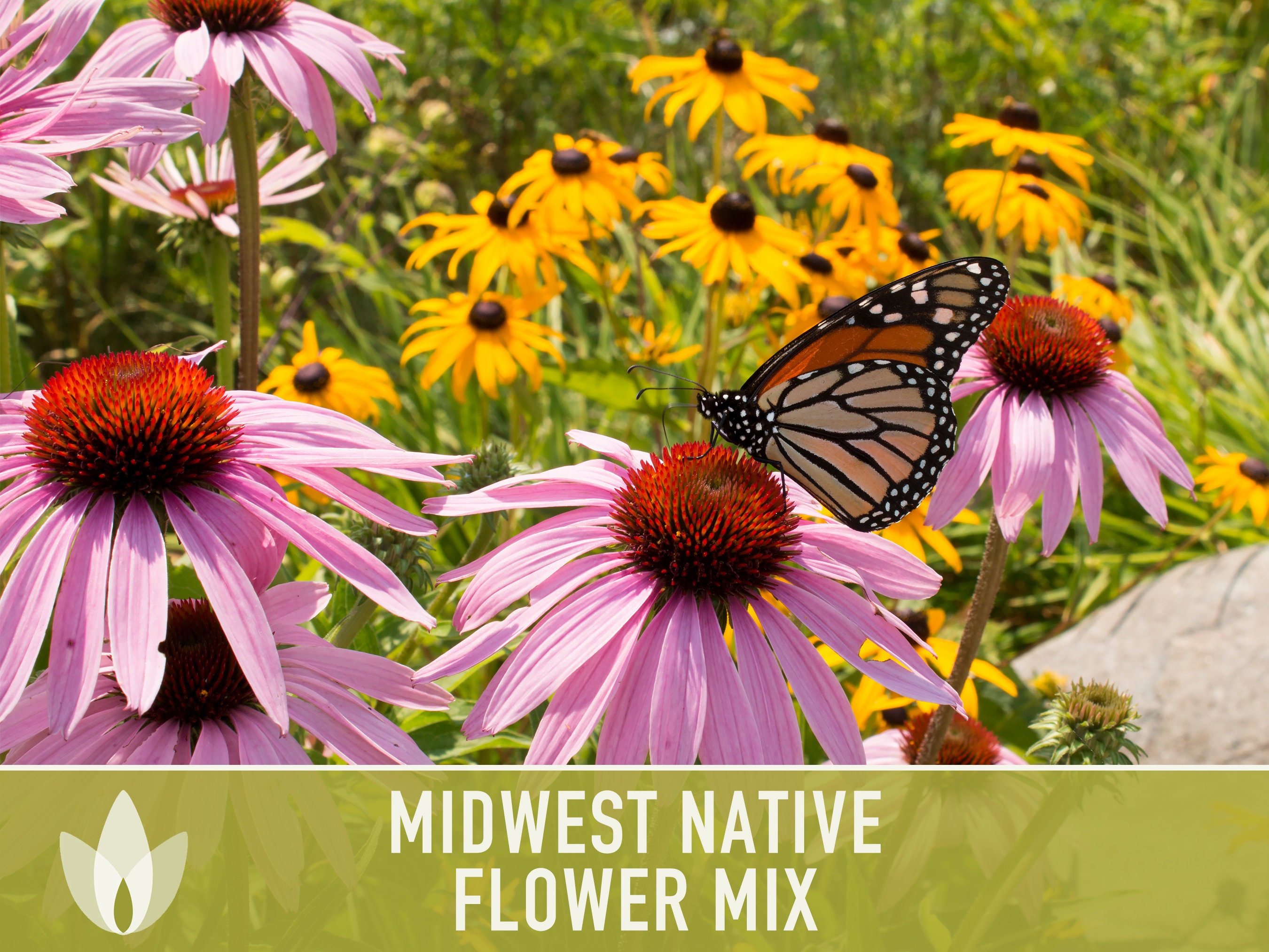 Midwest Native Mix Flower Seeds Heirloom Native Flower - Etsy