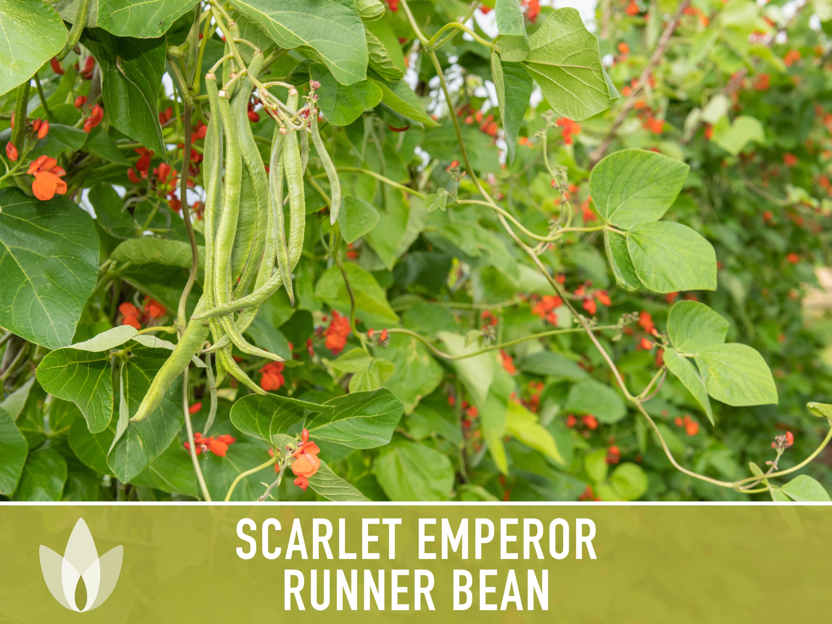 Scarlet Emperor Runner Bean Heirloom Seeds - Non-gmo, Open Pollinated ...