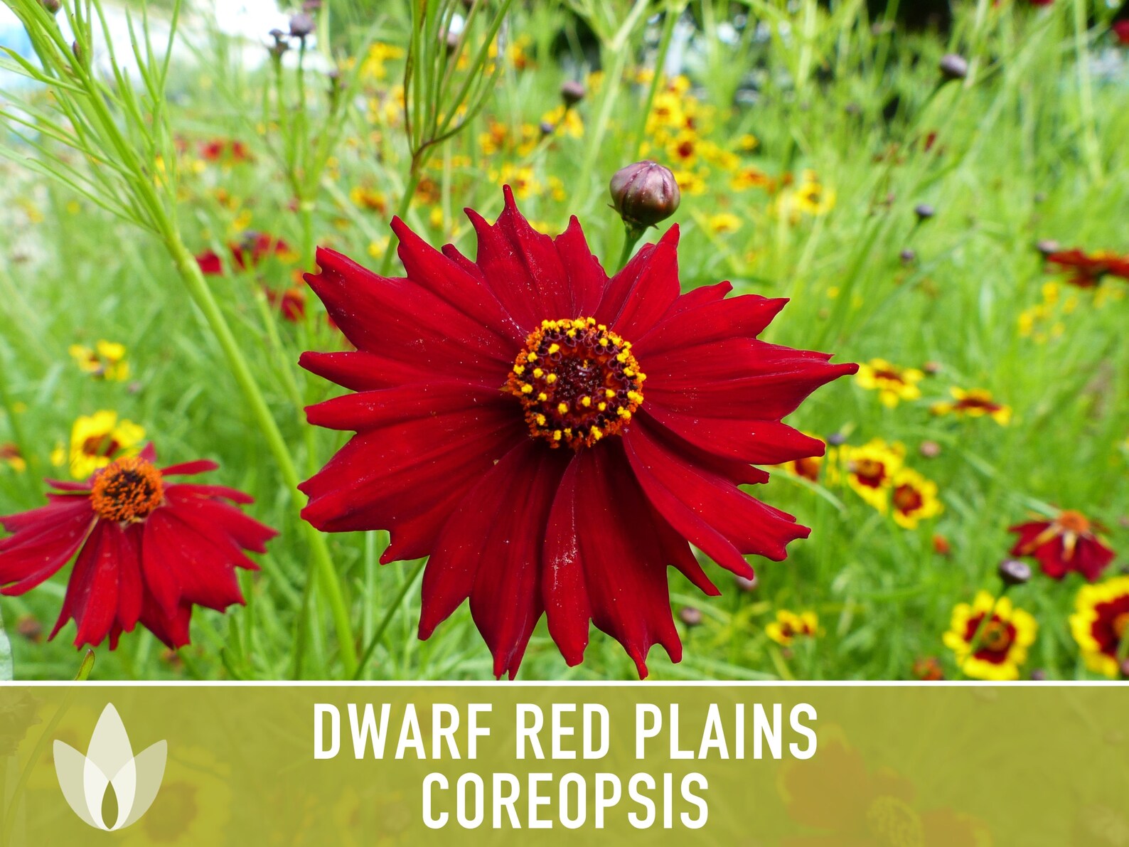 Dwarf Red Plains Coreopsis Flower Seeds, Heirloom, Pollinator Garden - Etsy