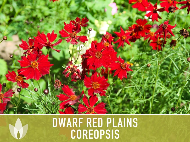 Dwarf Red Plains Coreopsis Flower Seeds Heirloom Seeds - Etsy
