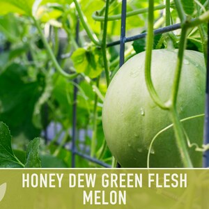 Honeydew Green Flesh Melon Heirloom Seeds - Fruit Seeds, Non GMO, Open ...
