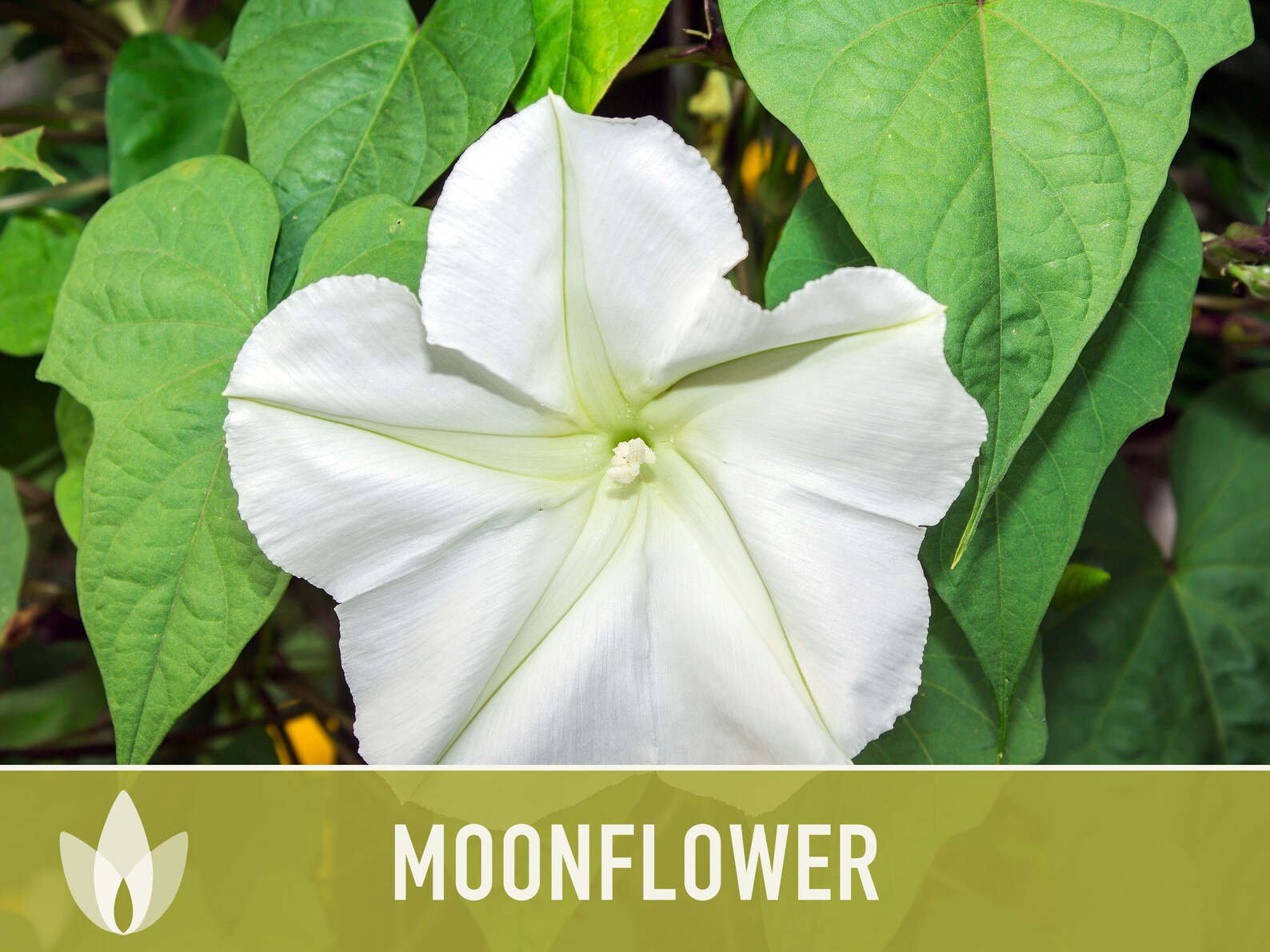 Moonflower Heirloom Flower Seeds Moon Vine Night Blooming - Etsy