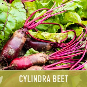 Cylindra Beet Seeds - Heirloom Seeds, Cylindrical Shaped, Uniform ...