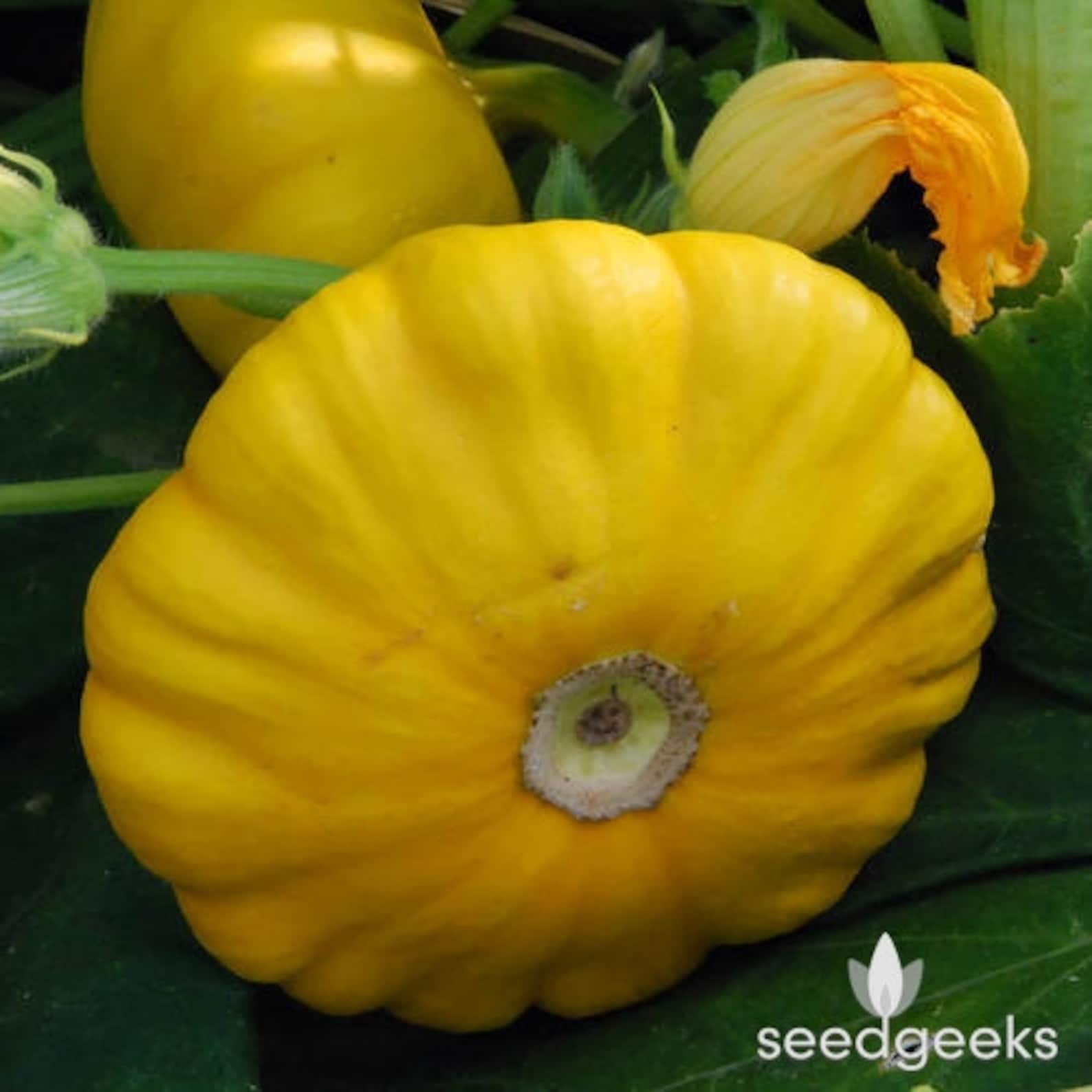Yellow Scallop Patty Pan Bush Summer Squash Heirloom Seeds - Etsy