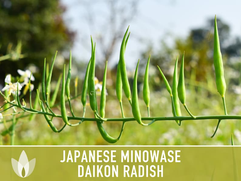 Japanese Minowase Daikon Radish Heirloom Seeds - Root Vegetables, Fall ...