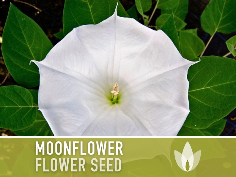 Moonflower Heirloom Flower Seeds - Moon Vine, Night Blooming, Morning ...
