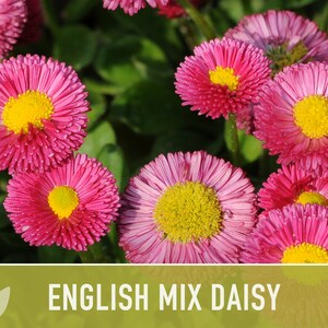 English Daisy Mix Flower Seeds Heirloom, Cut Flowers, Early Blooms ...