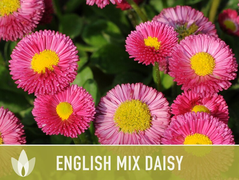 English Daisy Mix Flower Seeds Heirloom Cut Flowers Early - Etsy