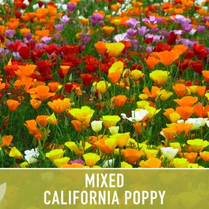 California Poppy, Mix Heirloom Seeds - Flower Seeds, Cool Weather Seeds ...