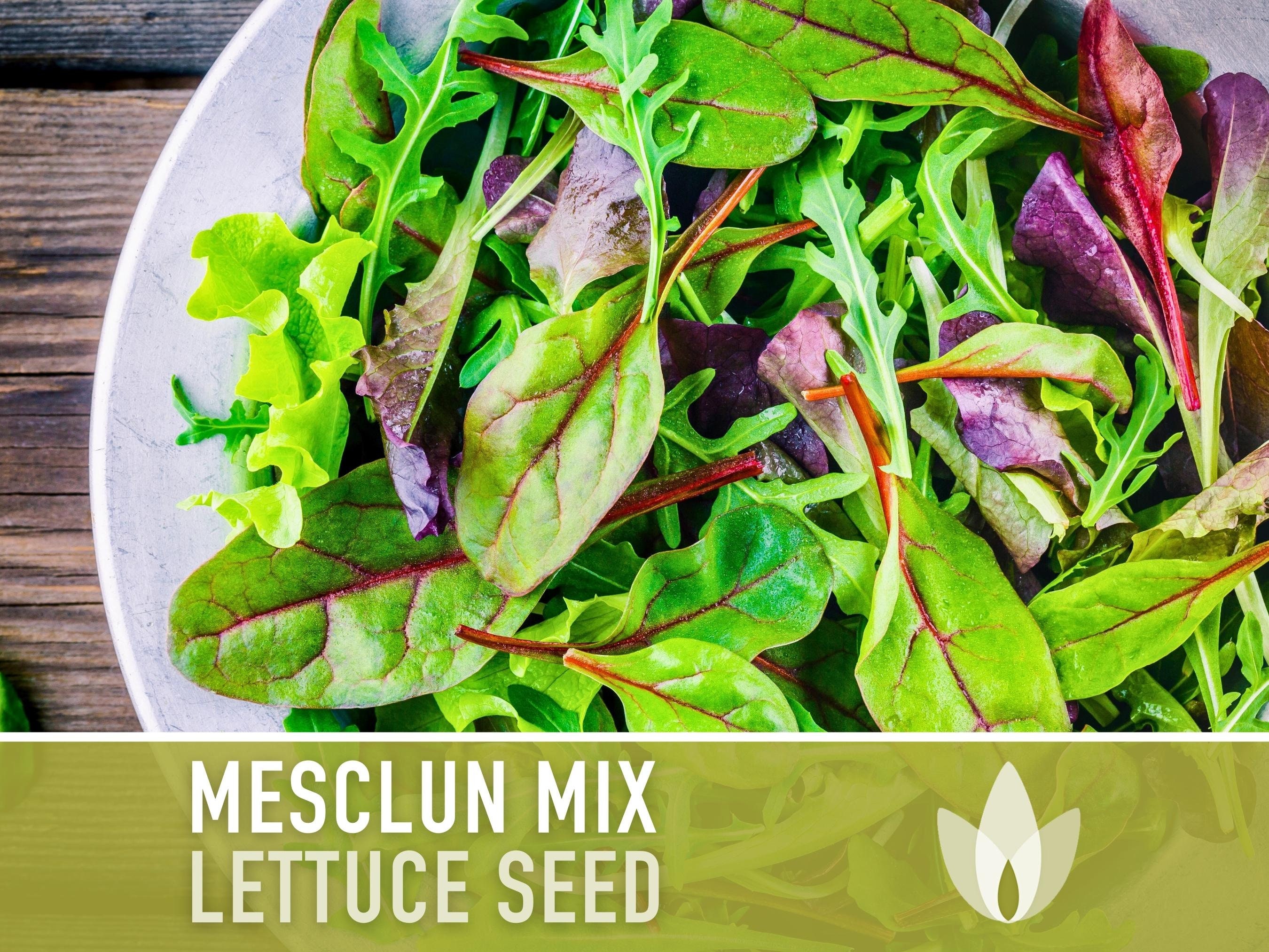 Mesclun Lettuce Mix Seeds – Heirloom European Salad Greens, Non-gmo - Etsy