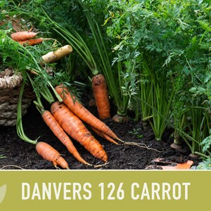 Danvers 126 Carrot Heirloom Seeds - Great for Rough, Clay Soils ...
