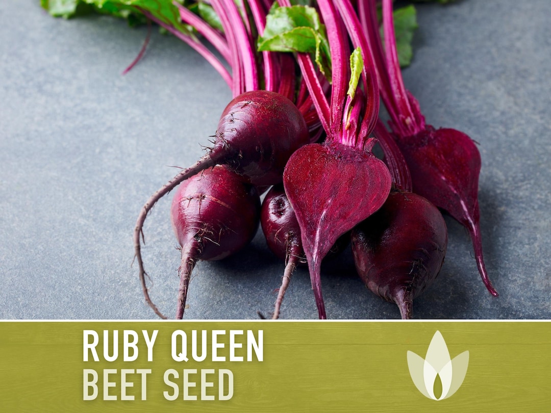 Ruby Queen Beet Seeds - Heirloom Seeds, AAS Winner, Microgreens, Easy ...