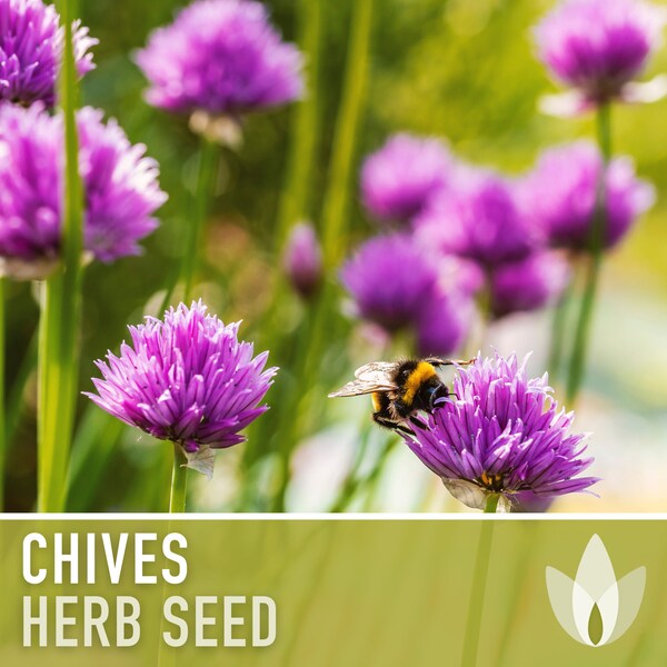 Perennial Seeds - Etsy