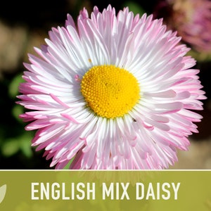 English Daisy Mix Flower Seeds - Heirloom, Cut Flowers, Early Blooms ...
